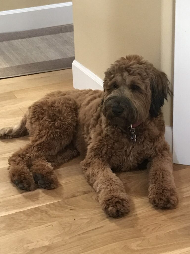 Gallery - My Whoodle