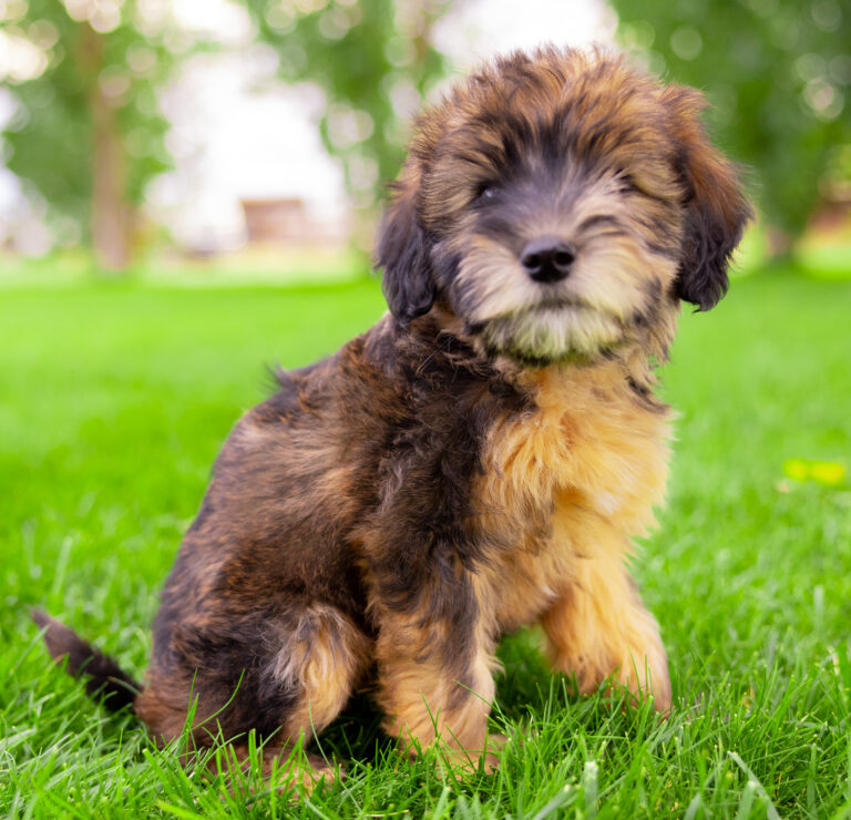 Trained Whoodles - My Whoodle