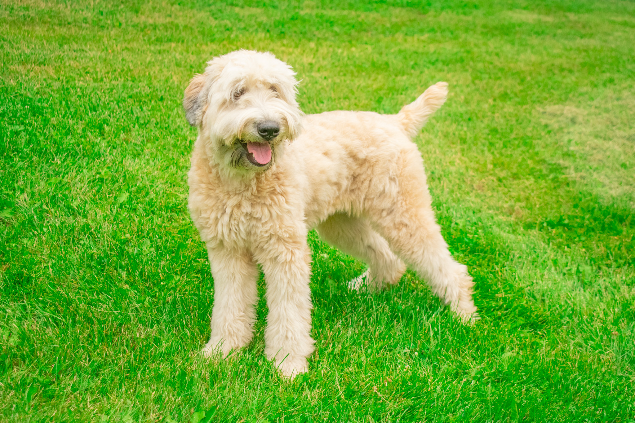 Whoodle Puppies For Sale - My Whoodle -8 year health guarantee