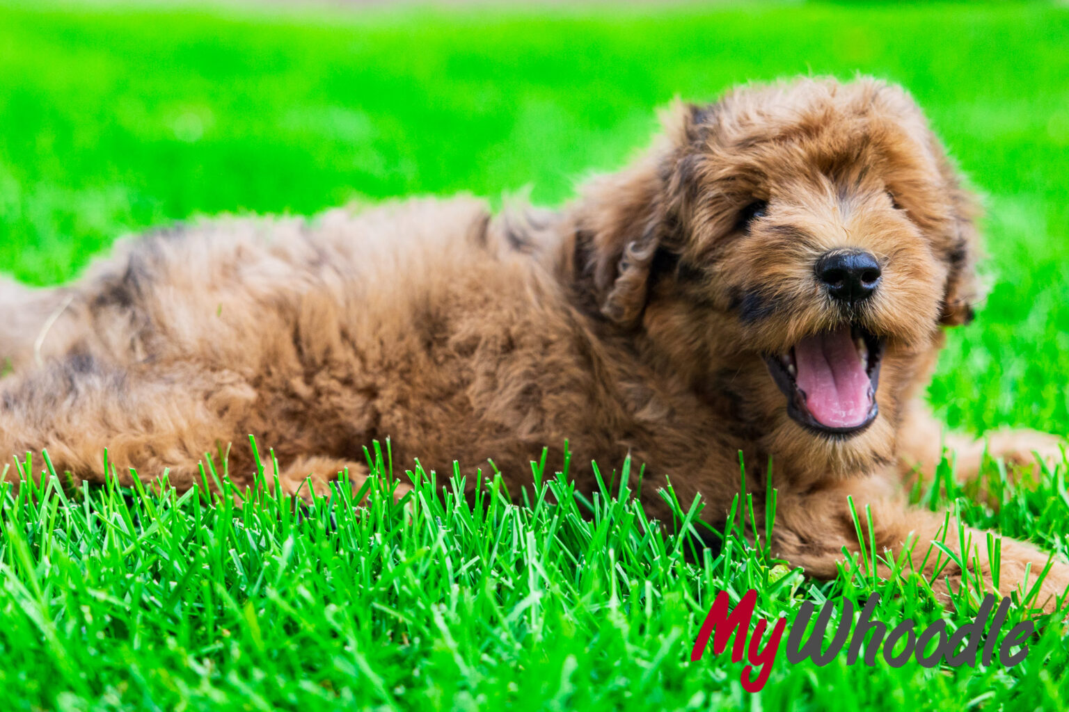 Mini Whoodle Puppies For Sale - My Whoodle -8 year health guarantee